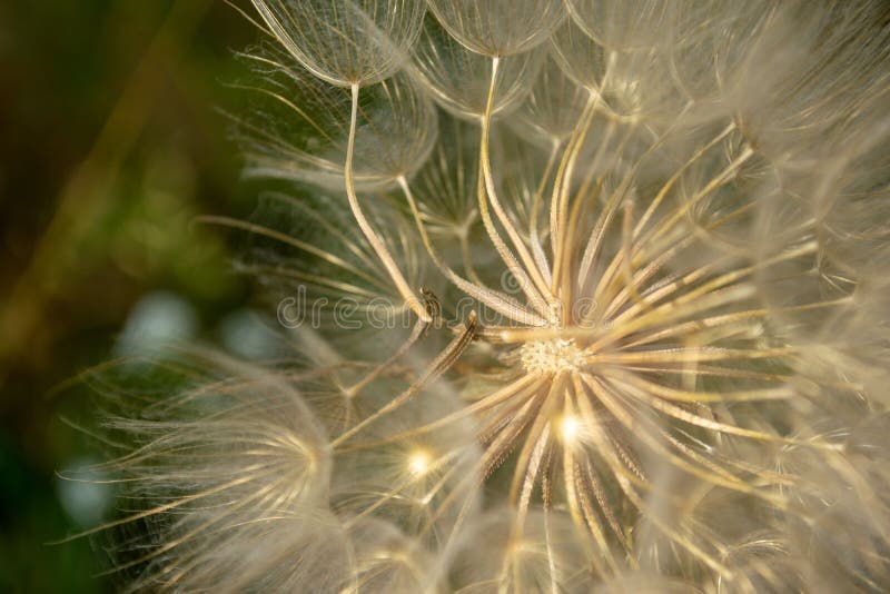 Close-up Of Dandelion Picture. Image: 82953191