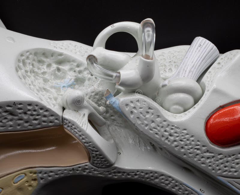 Parts Inner Ear Stock Photos - Free & Royalty-Free Stock Photos from ...