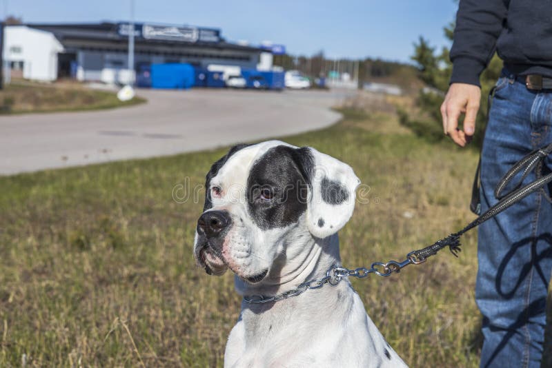 Boxer dog and his owner stock photo. Image of love, owner - 21946718