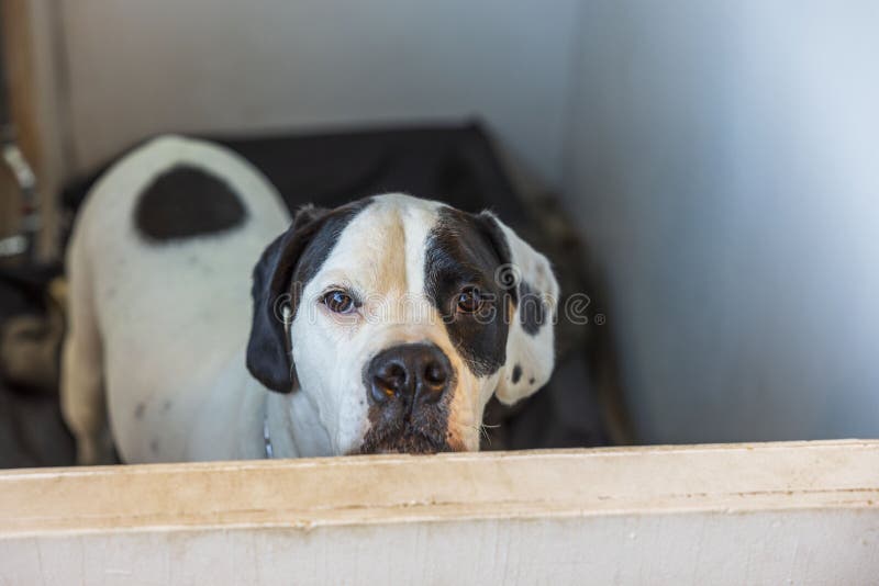 Close Up View of Mixed Breed Dog Boxer-Pointer Dog in Aviary. Stock ...
