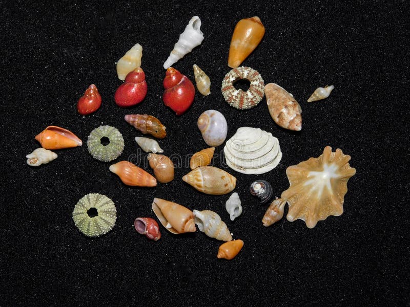 Pumpkin Shells stock image. Image of beach, african, shells - 49823309
