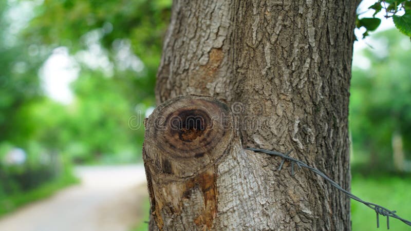 Close Up View of Moringa or Drumstick Tree Trunk. Tropical Tree with ...