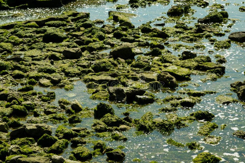 Close-up View of Moss-covered Rocks in the Sea, with Sparkling Water ...