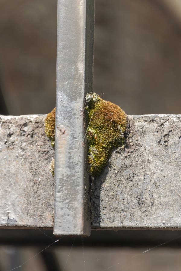 Moss Growing stock image. Image of surface, metal, sunlight - 181396855