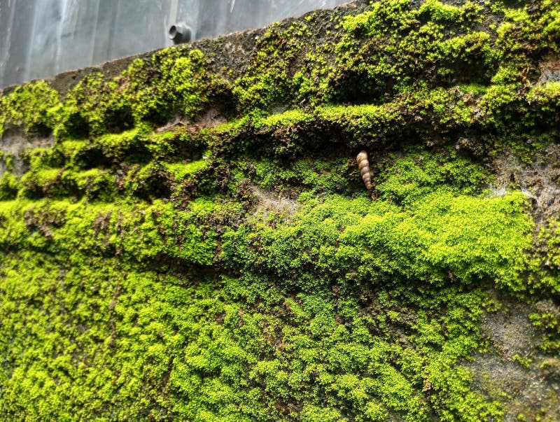 Close-Up View of Moss Growing on a Textured Wall Surface Outdoors Stock ...