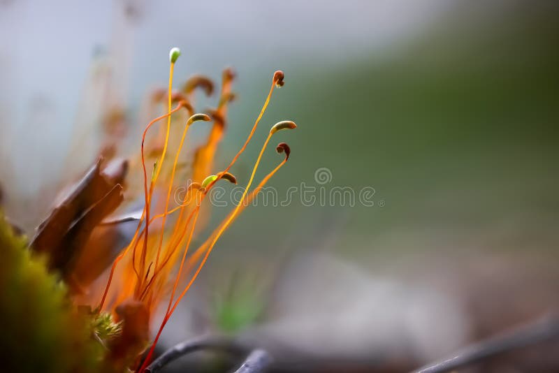 Close Up View of Moss Growth Stock Image - Image of botany, forest ...