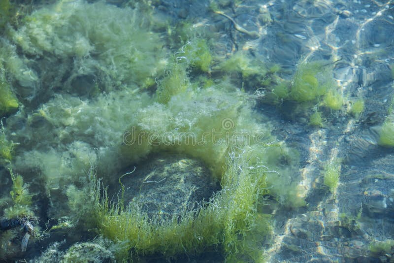Close Up View of Muddy Bottom of Lake through Turbid Water Stock Image ...