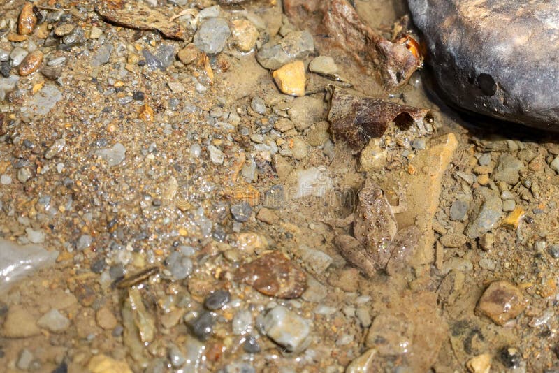 Close-up View of a Muddy Ground Scattered with Rocks Stock Illustration ...
