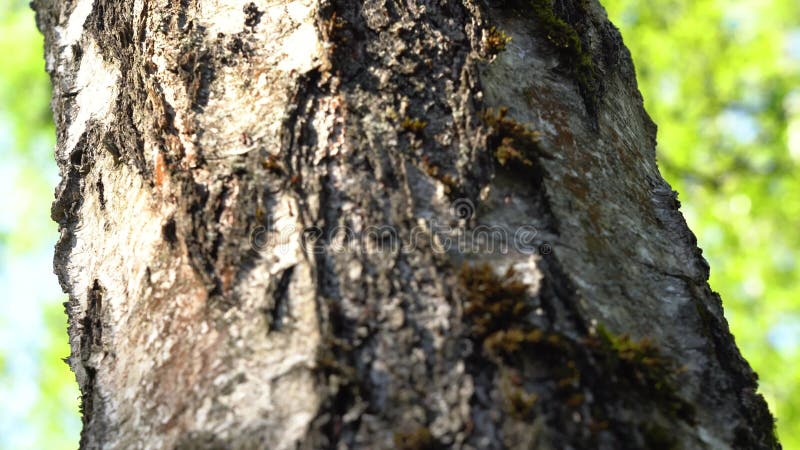 A Close-up View of a Multitude of Ants Moving Up and Down Stock Video ...