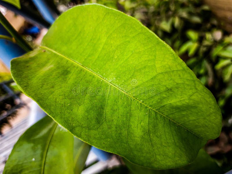 Close-up View Natural Fresh Botanical Leaf Stock Image - Image of green ...
