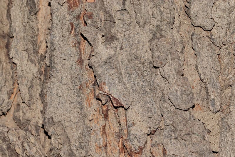 Close Up View of Neem Tree Bark and Pattern Background Stock Image ...