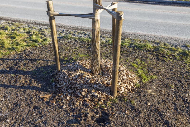 Close Up View of New Planted Tree Protection and Support Method Stock ...