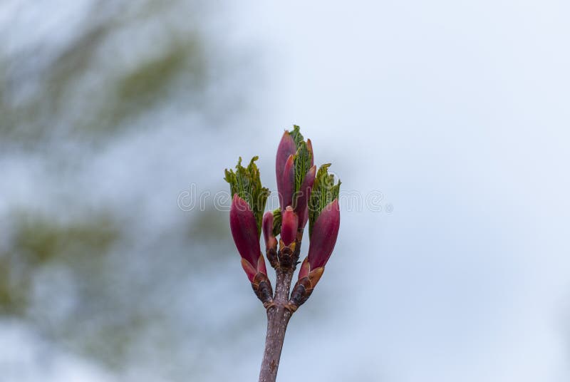 Close Up View of New Tree Seeds Stock Photo - Image of closeup, bright ...