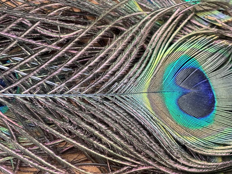 Close Up View of Nice Colorful Peacock Feather. Stock Image - Image of ...