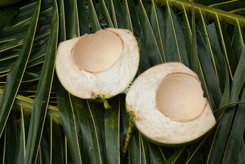 Close Up View of Nice Fresh Coconut Stock Image - Image of branch ...