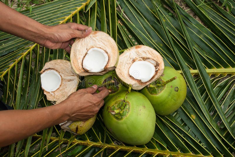 Close Up View of Nice Fresh Coconut Stock Photo - Image of ripe, green ...