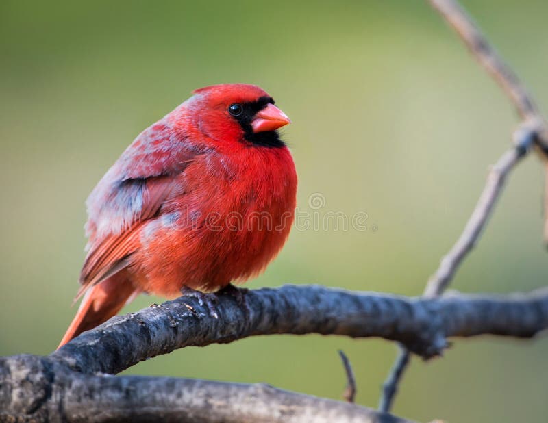 Close-up View of a Northern Cardinal Perching on the Tree Branch Stock ...