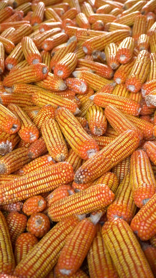Close-up View of Numerous Corn Cobs, Densely Packed Together Stock ...