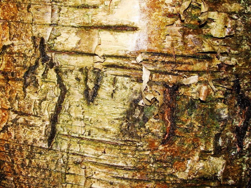 Texture Tree Bark Tree Trunks. Abstract Wood Texture Bark. Stock Image ...