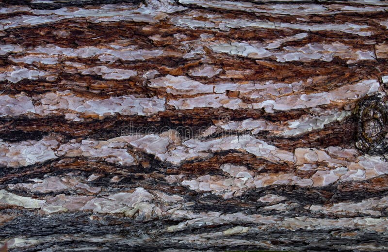 Red oak tree crust texture stock image. Image of grunge - 186097983