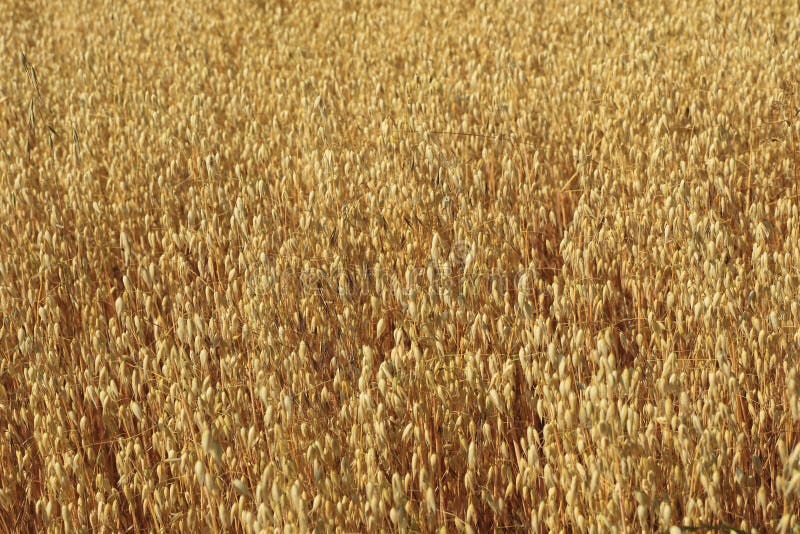 Close Up View of Oat Crops in the Fields Stock Image - Image of ...