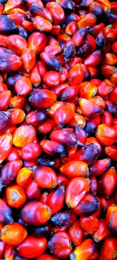 Close Up View of Oil Palm Fruit and a Source of Cooking Oil Stock Photo ...
