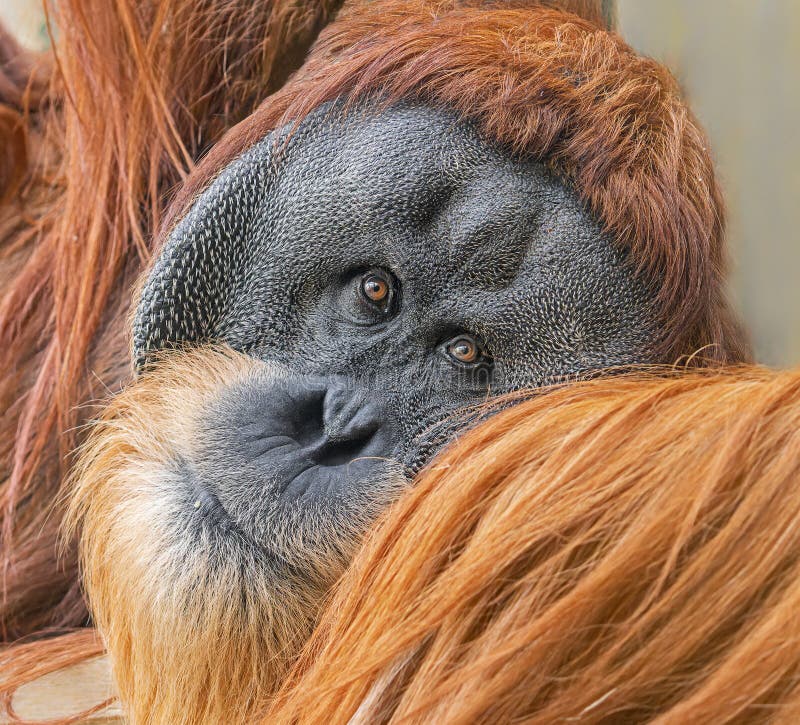 Frontal Close-up View of an Old Male Orangutan Stock Photo - Image of ...