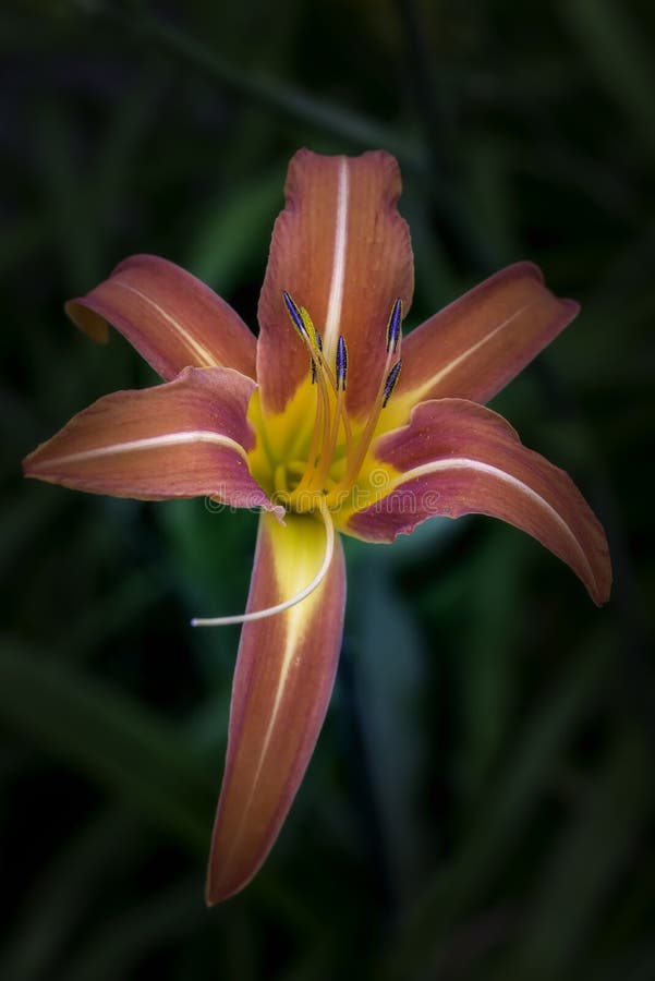 Close-up View of One Blooming Lily Flower Stock Image - Image of ...