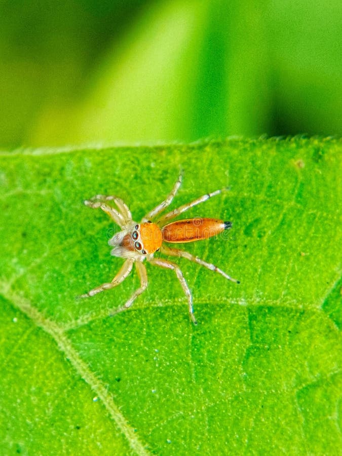 Close-up View of an Orange Jumping Spider Sitting on a Leaf Stock Image ...