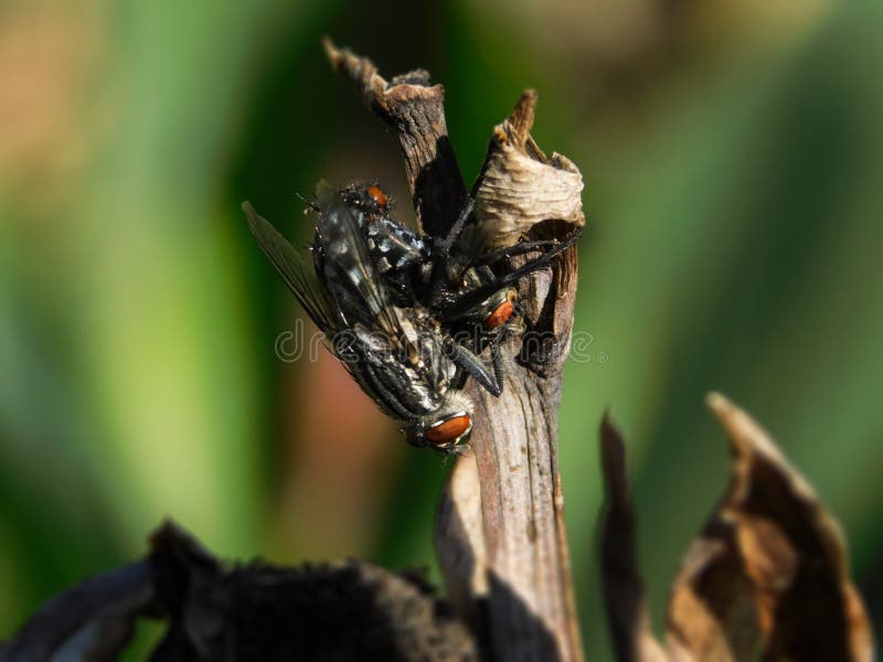 747 Flying Locust Stock Photos - Free & Royalty-Free Stock Photos from ...