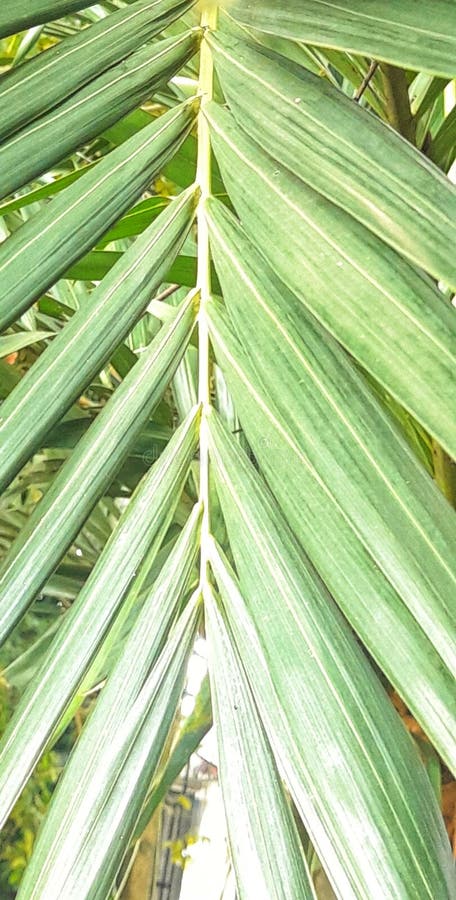 Close Up View of Palm Leaf or Phoenix Reclinata (Latin) Stock Photo ...