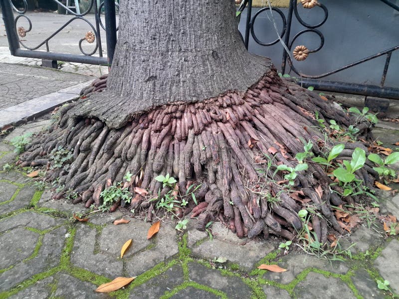 Close Up View of Palm Tree Roots Growing in the Ground Close Up Stock ...