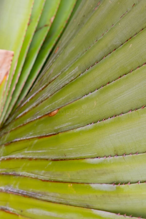 Close Up View of Pandanus Utilis Plant Leaf Stock Photo - Image of ...