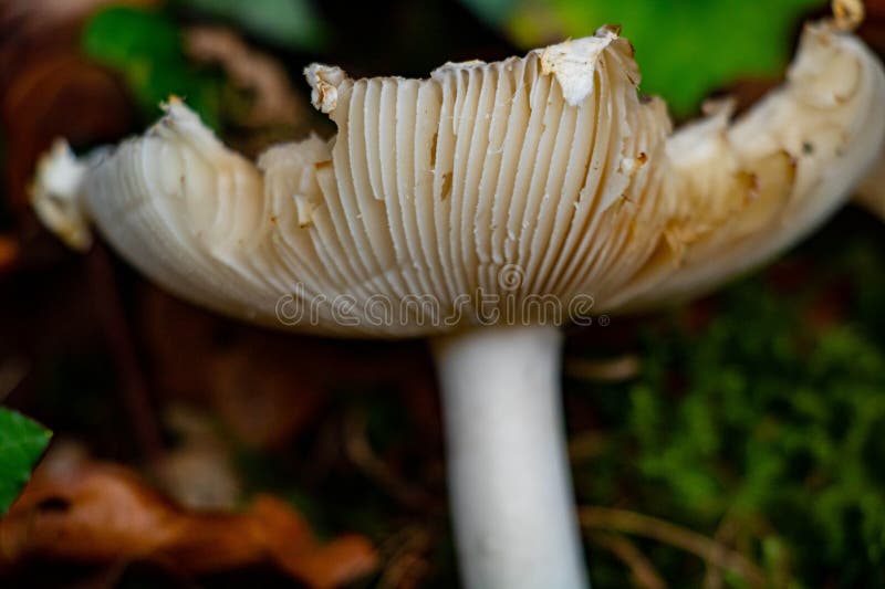 Panther Cap Mushroom S Hat Close-up View Stock Image - Image of forest ...