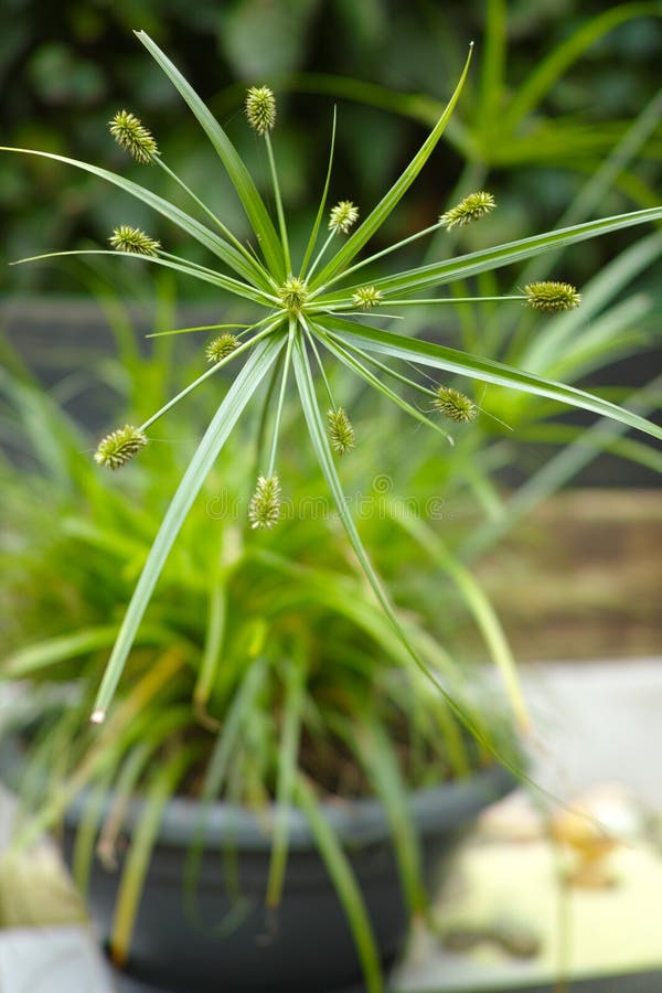 Close Up View Papyrus Green Plant Stock Photo - Image of macro, plant ...