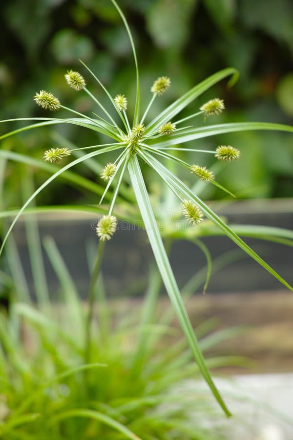 Close Up View Papyrus Green Plant Stock Photo - Image of stem, pattern ...