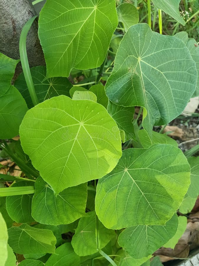 Close Up of Macaranga Tanarius Plant Stock Photo - Image of leaves ...