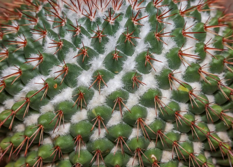 Close Up View of Pattern of Ridges and Thorns of Cactus Stock Image ...