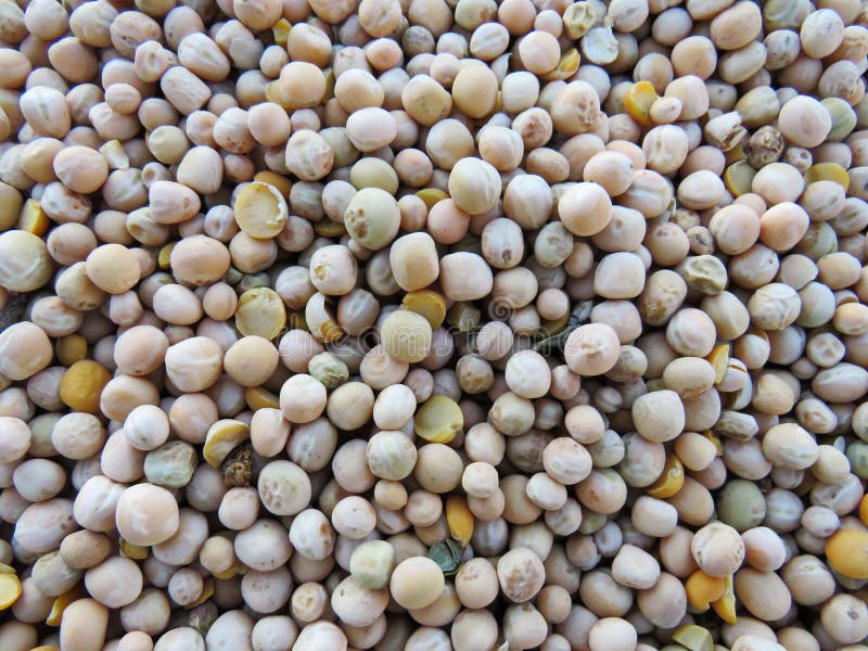 Close up view of pea grain stock image. Image of food - 195348155