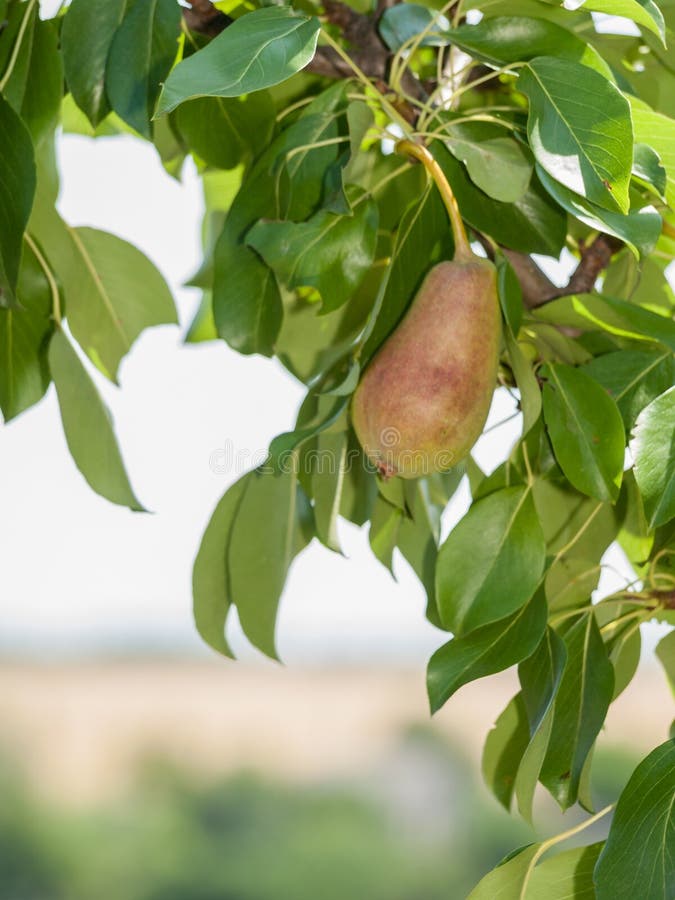 Pear Tree with Fruit in Summer Day Stock Image - Image of branch ...