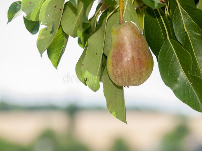 Pear Tree with Fruit in Summer Day Stock Image - Image of natural ...