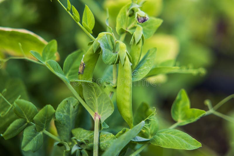 Close-up View of Peas Growing on a Pea Bush Stock Photo - Image of ...
