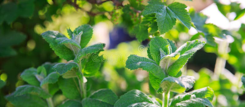 Close Up View of a Peppermint Plant. Stock Photo - Image of peppermint ...