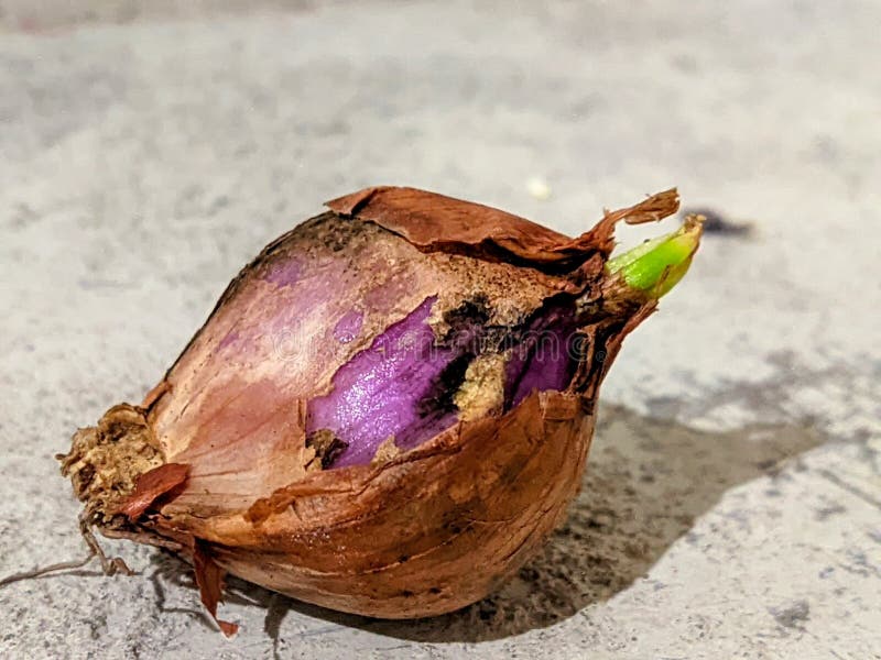 Close-up View of a Perfect Red Onion Stock Image - Image of organ ...