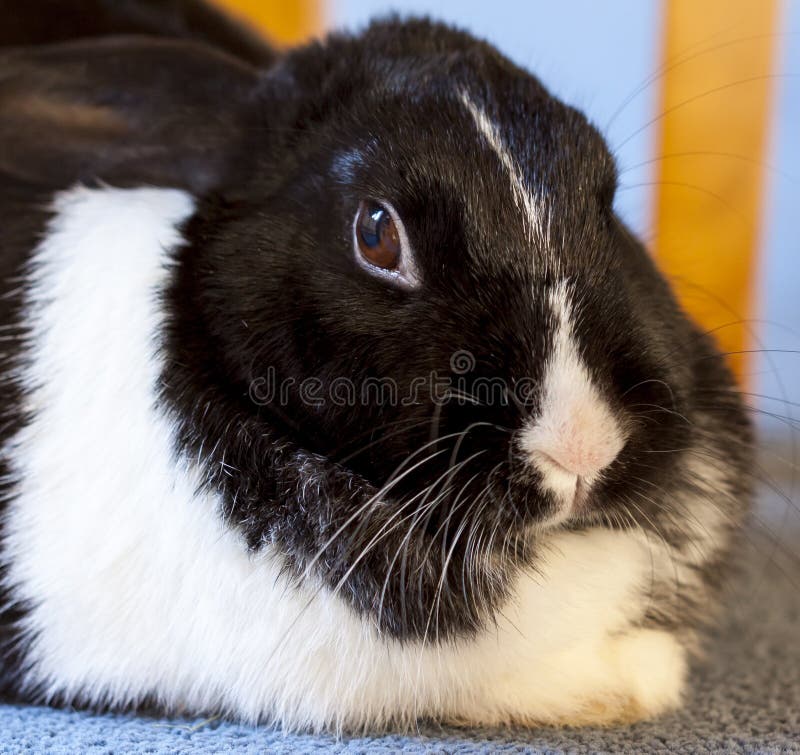 Close Up View of Pet Rabbit Stock Photo - Image of whiskers, seven ...