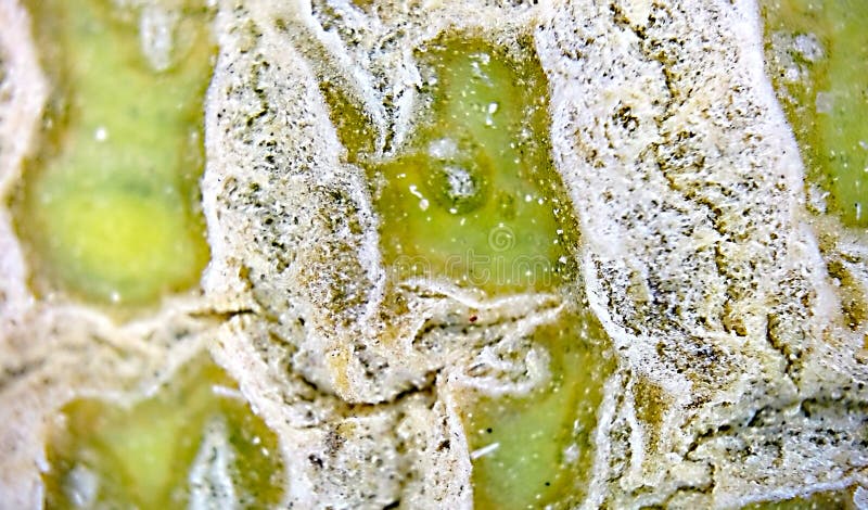 Melon Fruit Skin at Microscope Stock Image - Image of green, view ...