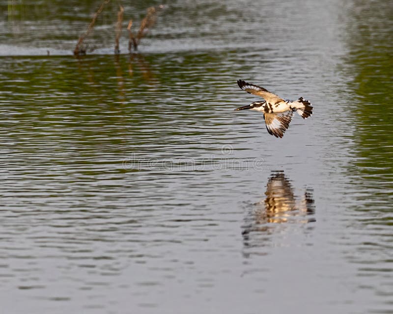 Close-up View of a Pied Kingfisher Flying Over the Water Stock Image ...