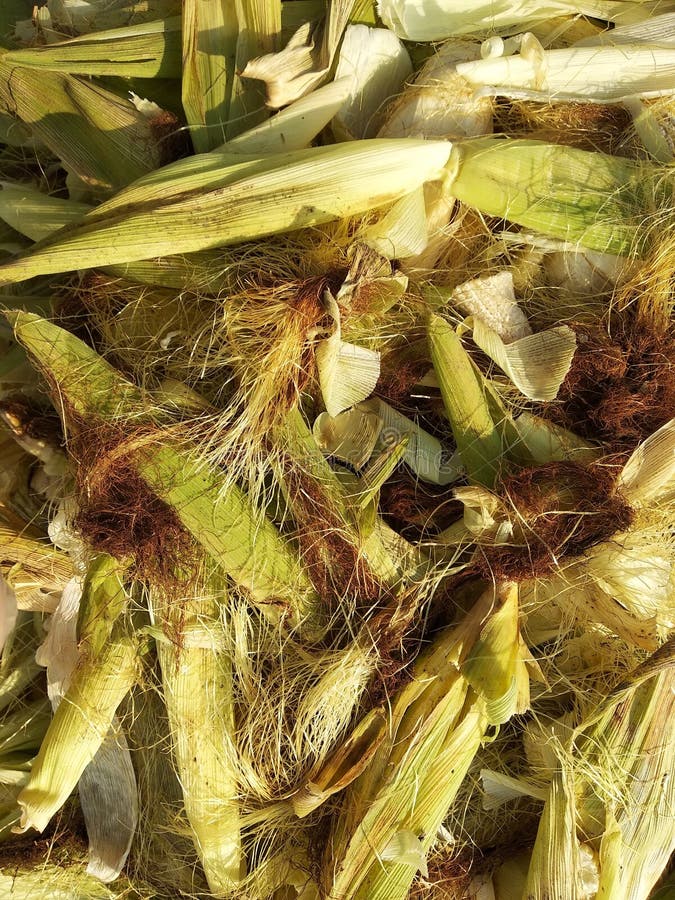 Pile of corn husk waste stock image. Image of growth - 285426675