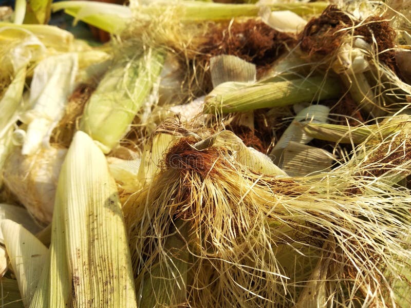 Pile of corn husk waste stock image. Image of closeup - 285426691