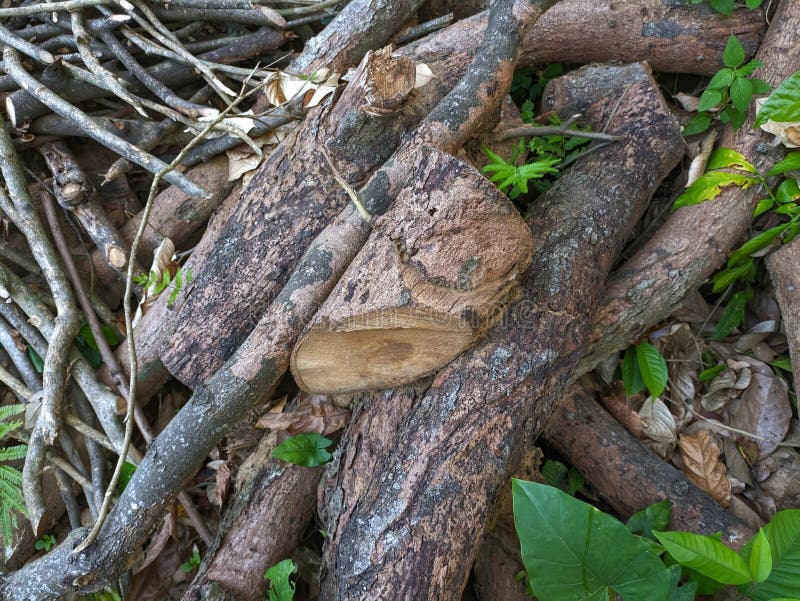 A Close-up View of a Pile of Cut Tree Branches and Logs with Visible ...